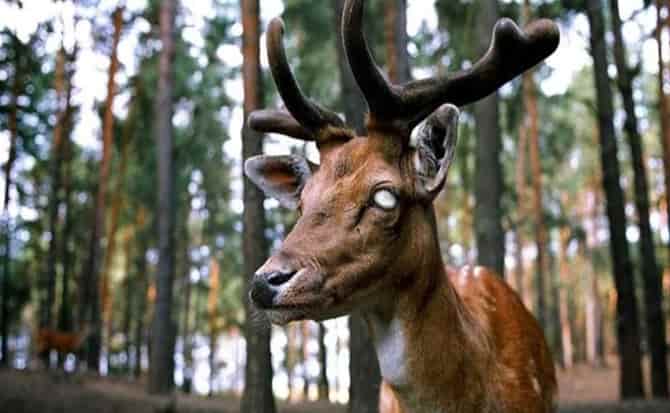 Alertan por enfermedad venado “zombie”; podría infectar a humanos y es ...