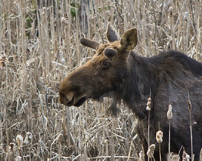 Moose Musings from THE MOOSE ROOM!: Enjoy the magnificence of the moose!