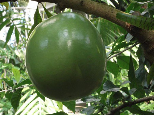 Daily Health Blogs: Calabash Miracle Fruit