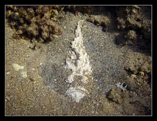 Artes de Pesca: VAMOS A PESCAR PEZ PIEDRA