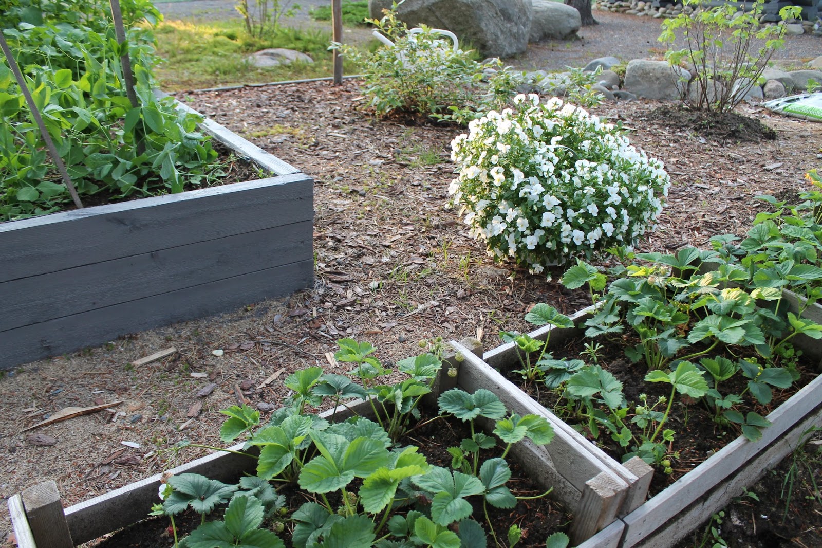 k o t i p o r s t u a: Kasvimaan kyltti ja lasten leikkialue