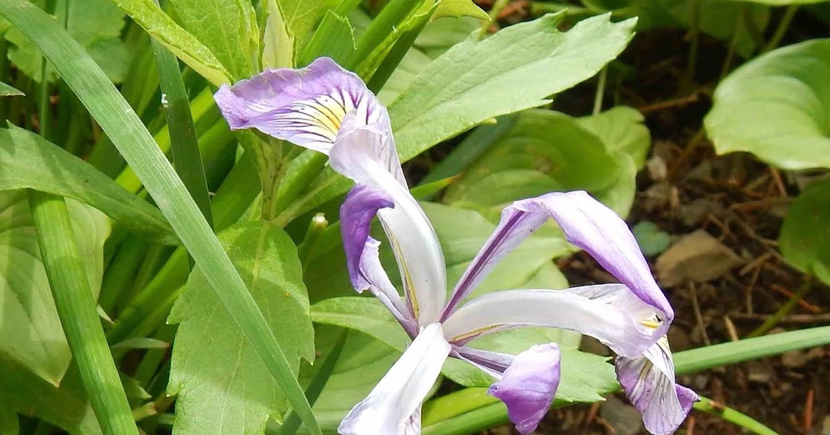 World of Irises: Wild Iris tenax on Seacliffs in Northwest Oregon