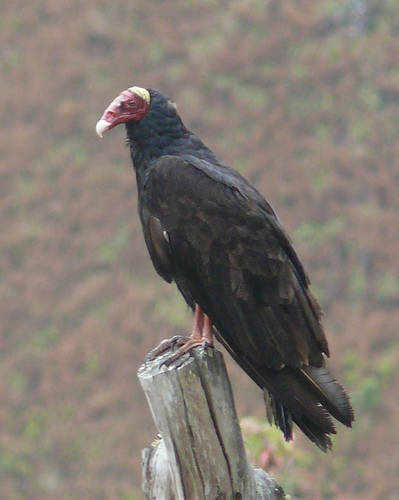 Apertura Venezuela: El zamuro que perdió su identidad