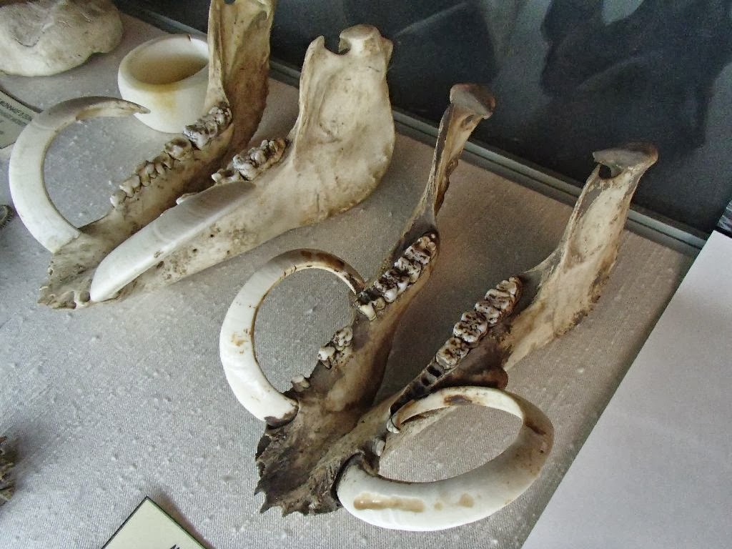 Cruise of the Ladybug: The Museum of New Caledonia