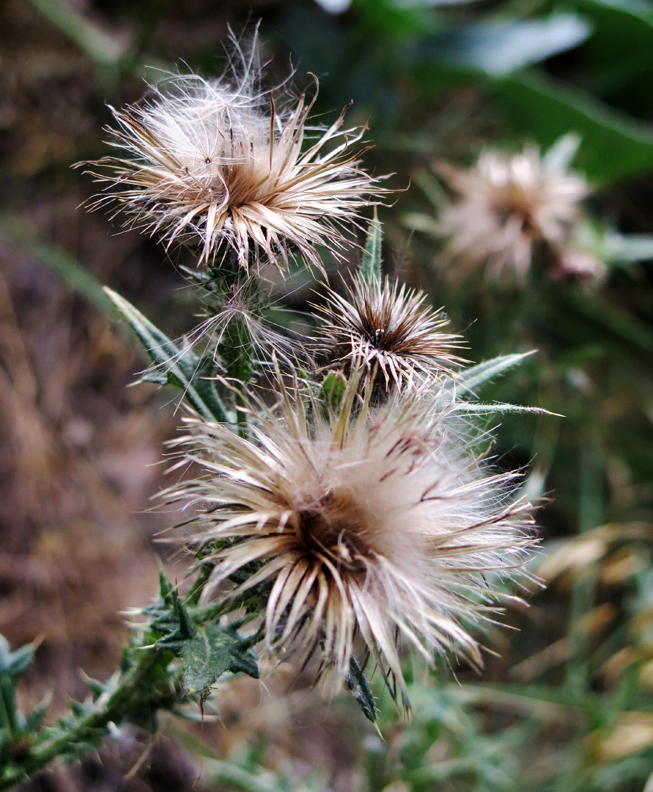 XENOBIA BAILEY'S ARTIST WORK JOURNAL