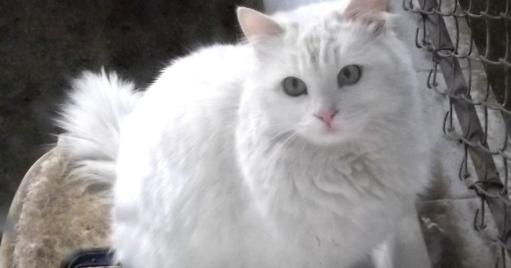 Lepas Adopt kucing anggora warna putih ( white anggora ) Bonus Kandang ...