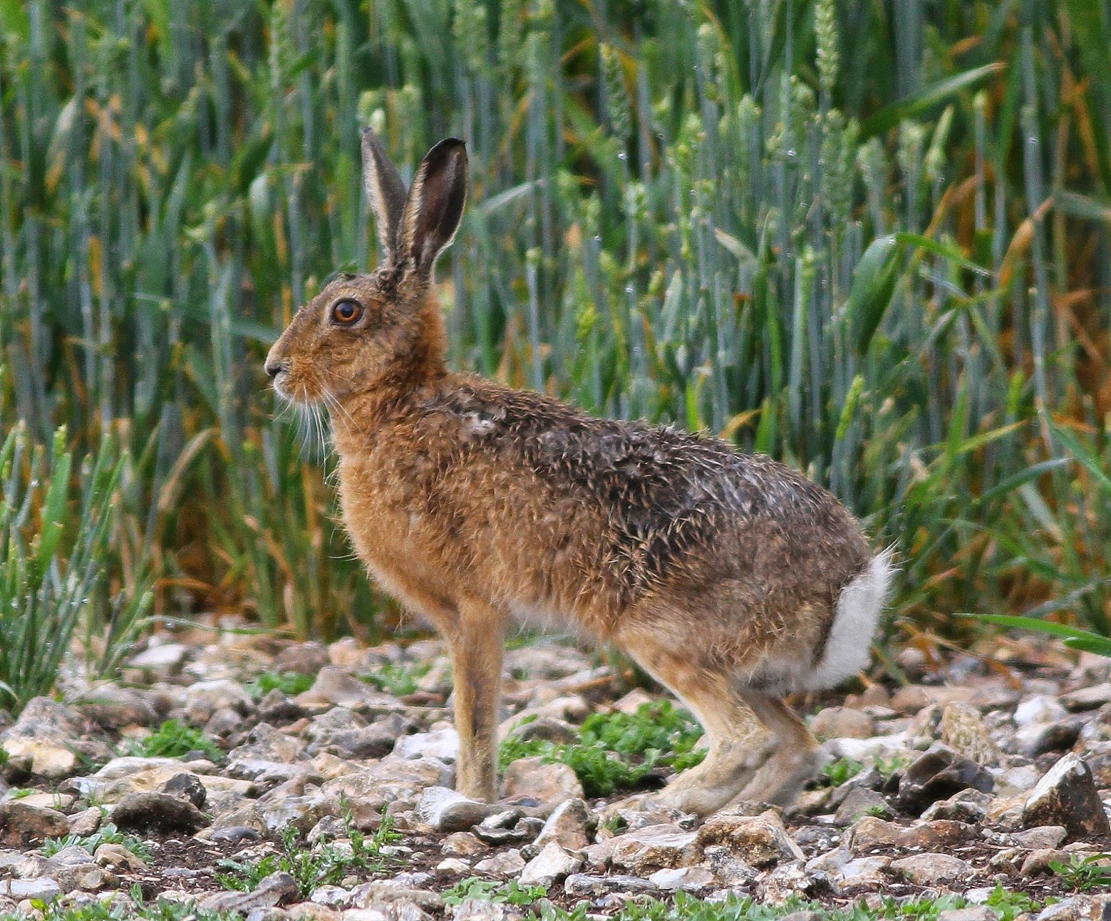 Birding Poole Harbour & Beyond: 28 June 14 - The Best Of The Rest On ...