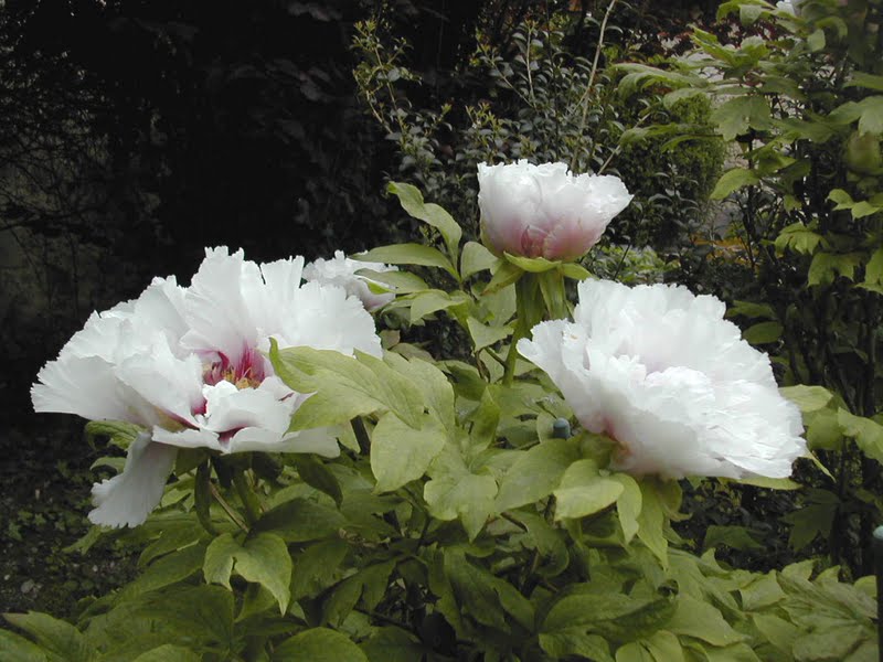 La Pouyette....: Ode to the Peony - Die Pfingstrose