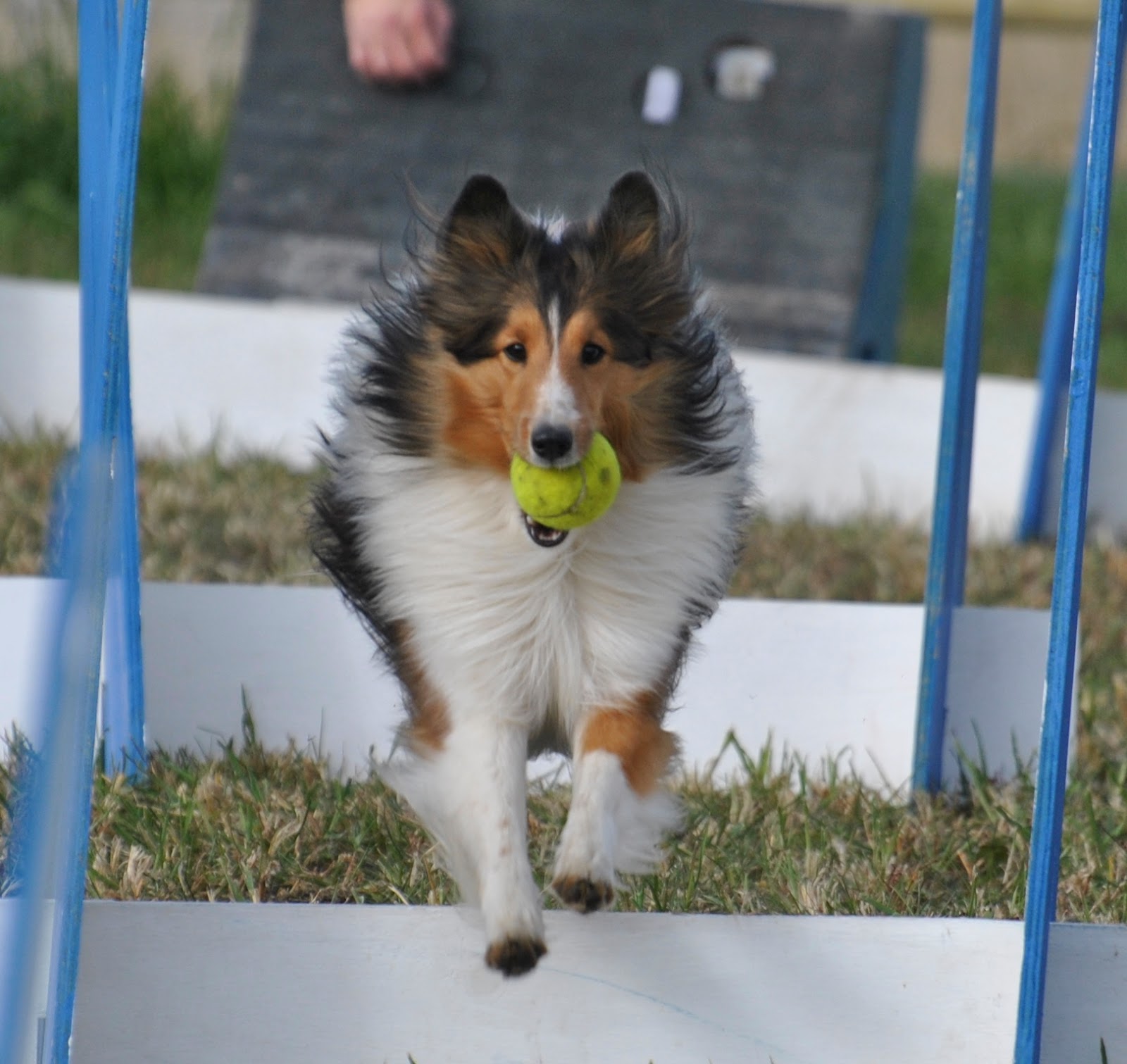Hyper Hounds Shelties: First Flyball Tournament