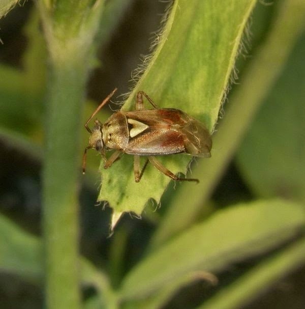 Sustainable Ag: A View from the Field: The Future Is Now: A Big Year ...