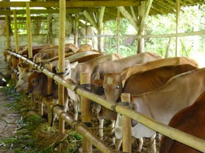 Inspirasi Peluang Usaha Budidaya Hewan Ternak