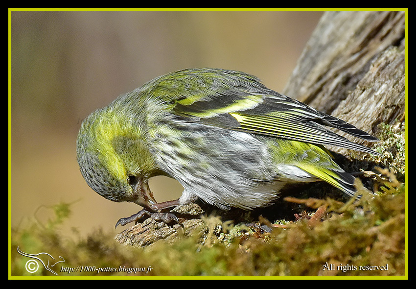 WILDLIFE GATEWAY: Tarins des aulnes