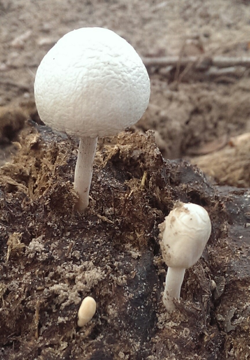 Goodberry Monthly: Cowpie Mushrooms Gets a Bryce Review