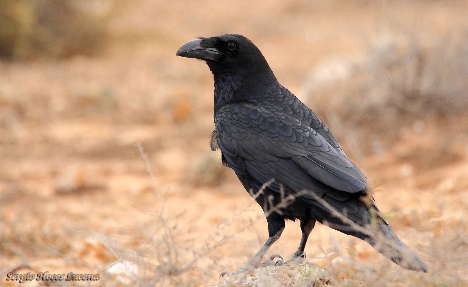 Viajes, Salidas, Naturaleza, (Fotografía).: Cuervo ssp (Corvus Corax ...