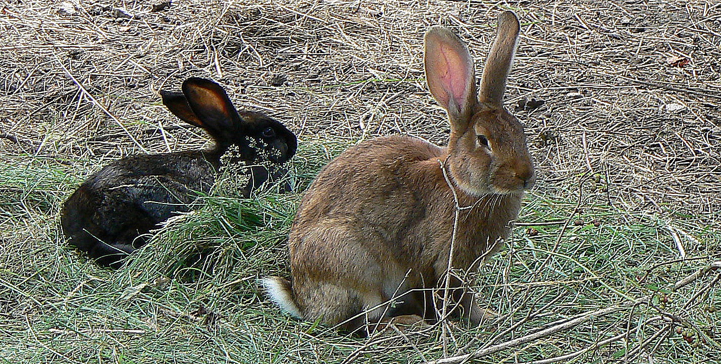 MON-RA-MON: EL FILL DEL CONILL ESTIVILL