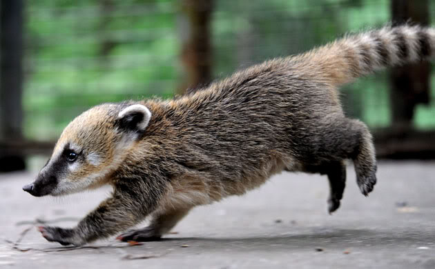Cute Coati | Wild Life Adventures