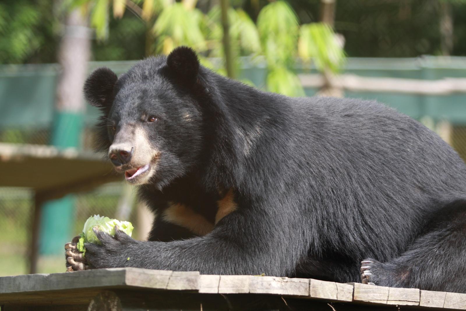 Atléticos de Hanoi / Cimbrel justiciero de Hanoi: febrero 2012