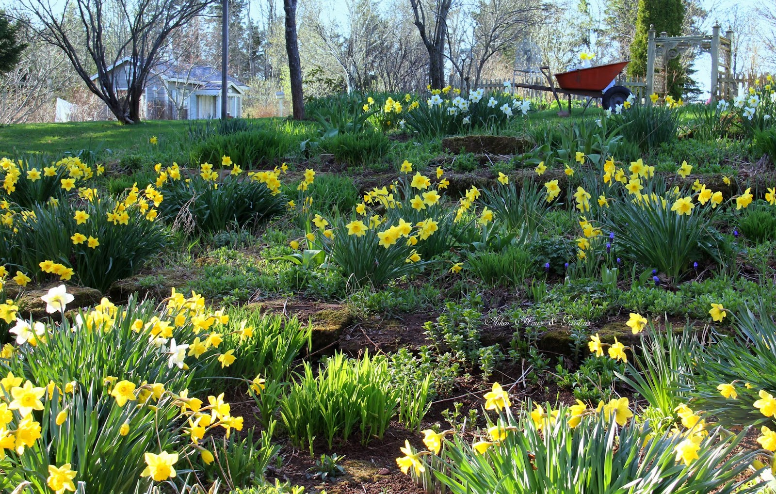 Aiken House & Gardens: Early Spring in our Garden