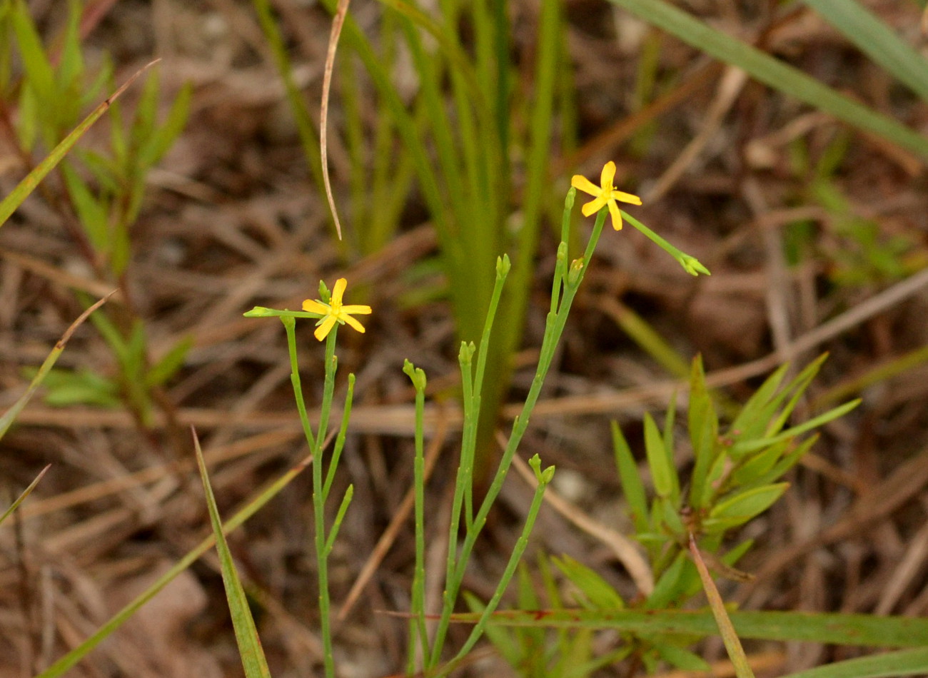 Woods Walks and Wildlife: Summer in a Pine Barrens Bog