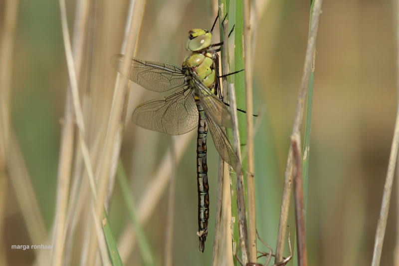 Natuurfotografie: Grote Keizerlibel