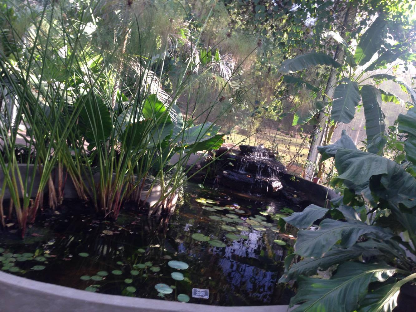 PARQUE SINALOA : FLORA