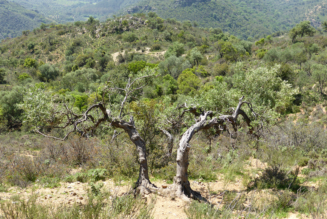 Senderismo El Tercer Tiempo: LA LAJA DE LOS JUNCALES (ALGODONALES)