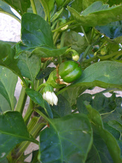 Yucca Flats, N.M.: Go Local? Try Grow Local!