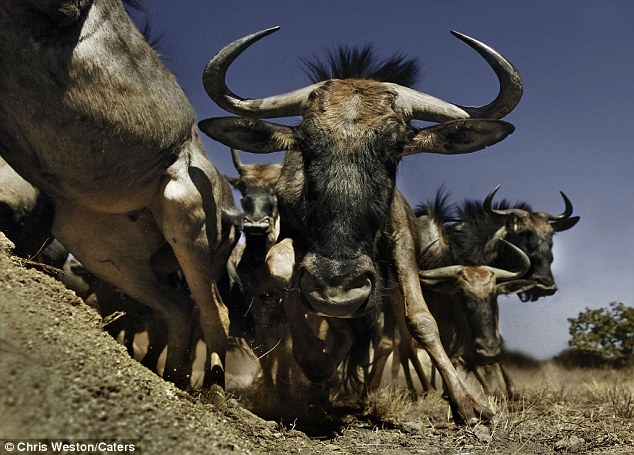 In the heart of a stampede: Amazing images capture herds of animals as ...