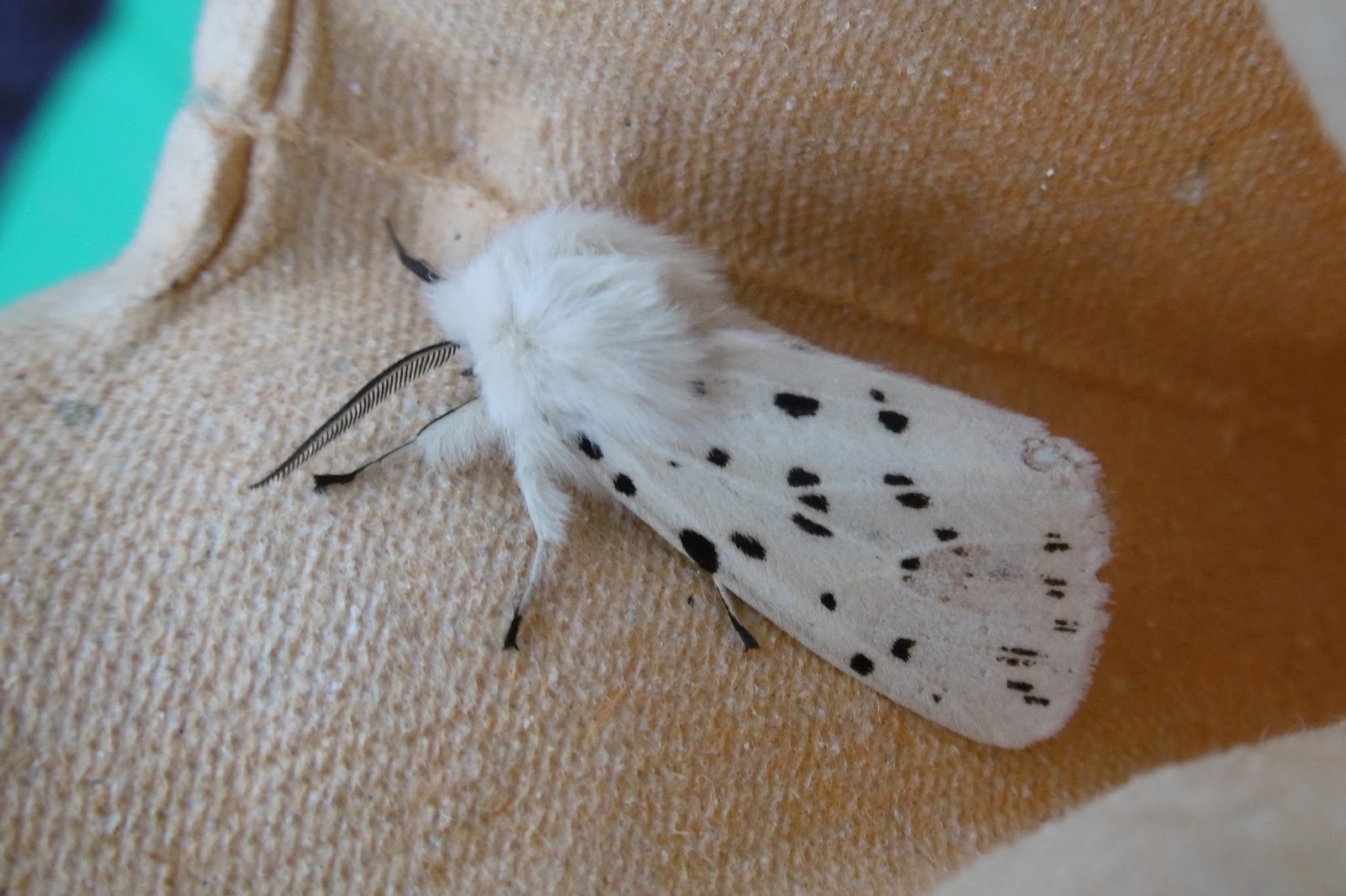 Martin's Moths: Newcomers