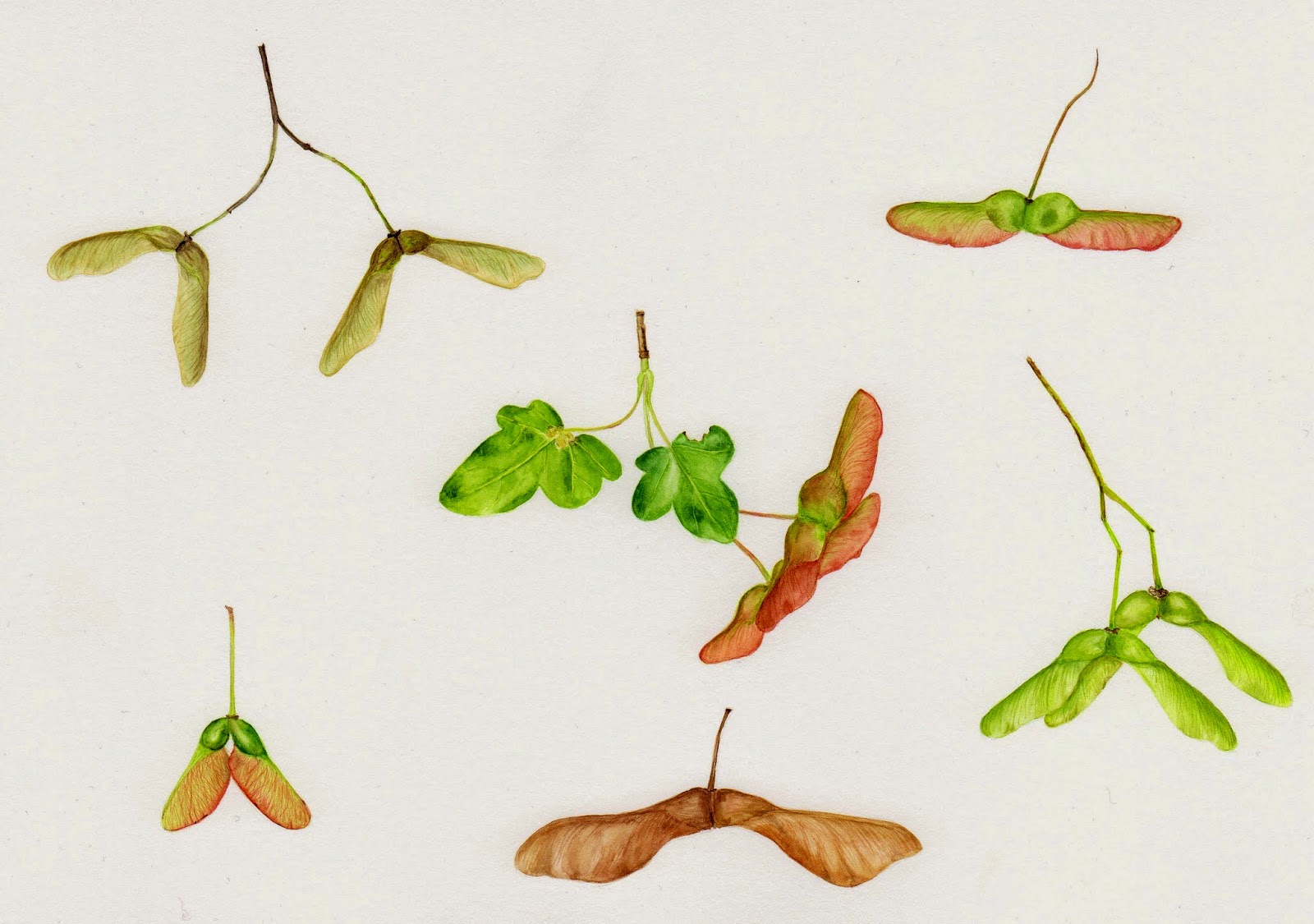 Drawings of Botanical Things