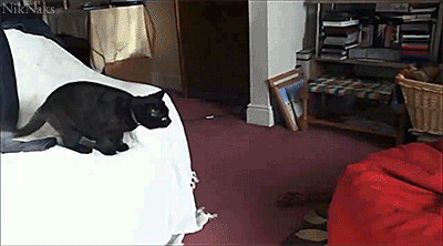 Here's 24 Cute Funny Excited Cats Having Fun and Going Crazy - Purrfect ...