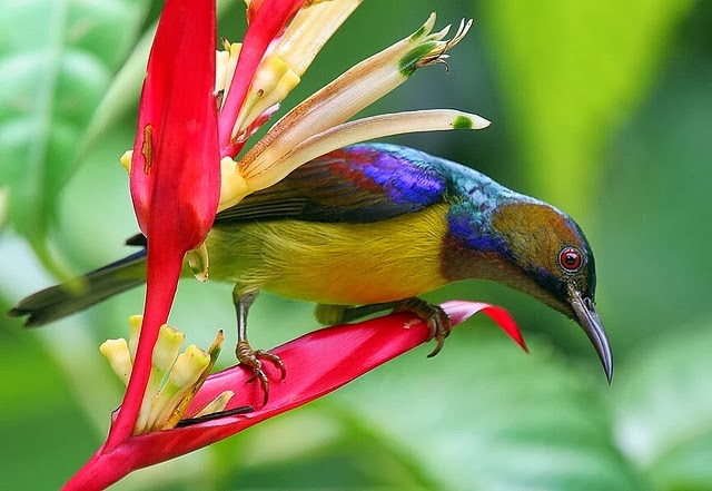 Burung Madu Kelapa ~ Ocehan Burung