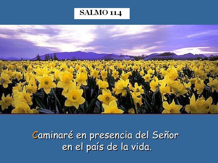 JESUS MI LUZ DIVINA: CAMINARÉ EN PRESENCIA DEL SEÑOR (Salmo 114)