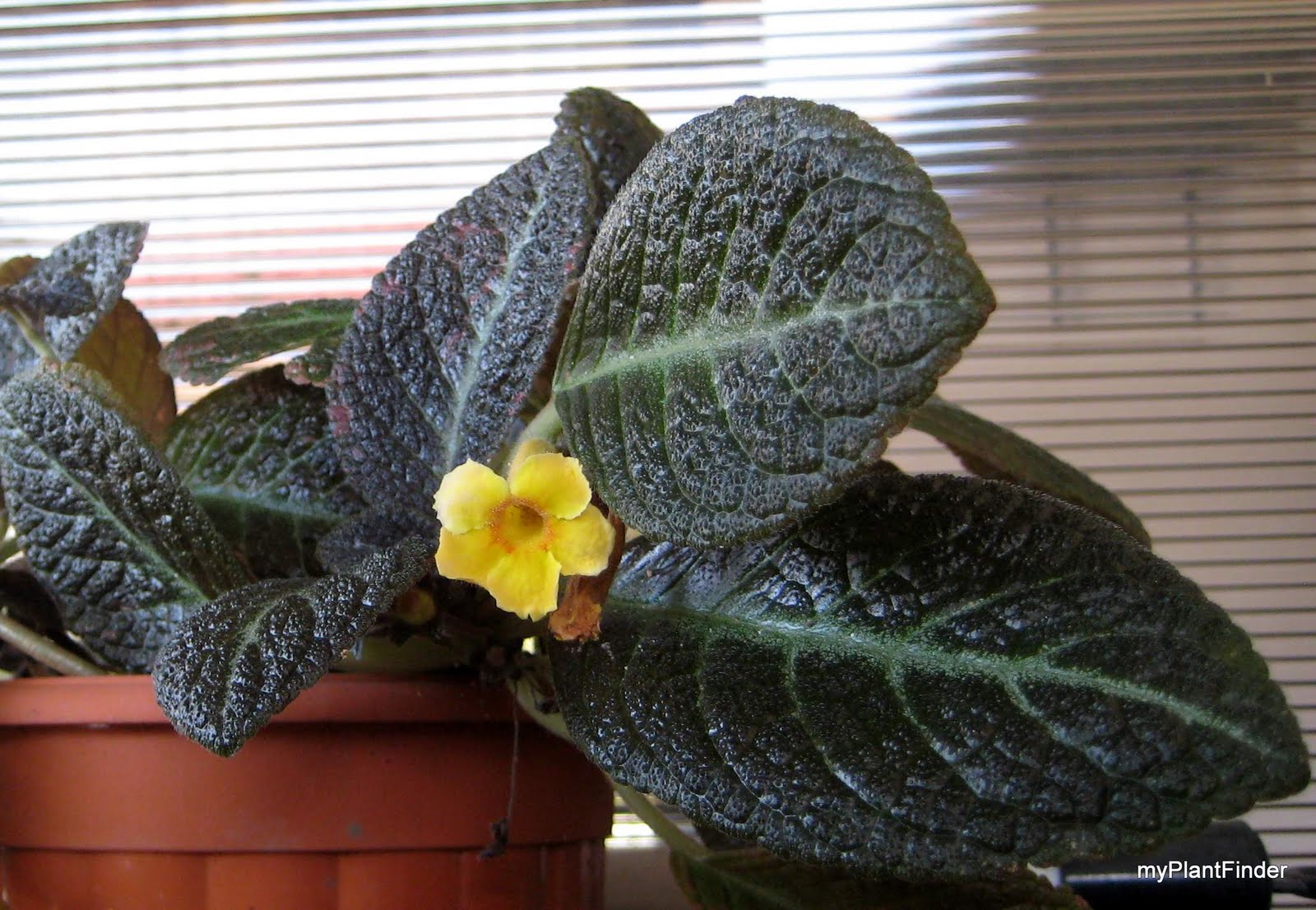 MY PLANT FINDER | Plant Guide: Episcia cupreata