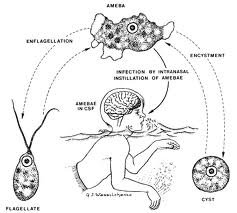 Parasitophilia: Naegleria fowleri
