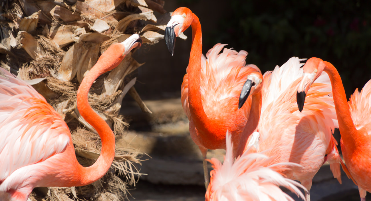James Gordon Patterson Photography: Wildlife World Zoo in Litchfield ...