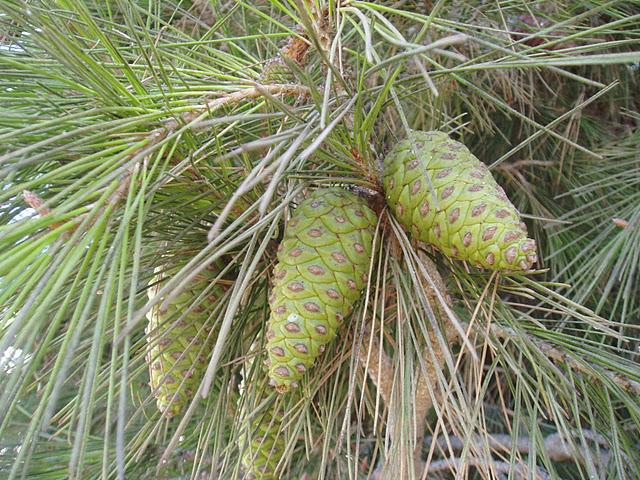HI HA TRENQUES FERM: EL CLIMA, LA VEGETACIÓ I LA FAUNA DE LES ILLES B