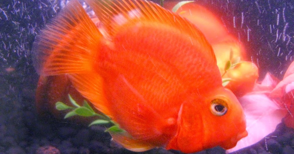 Serba-Serbi ikan Red Parrot ~ Waterdecor SPLASHNEWS - informasi seputar ...