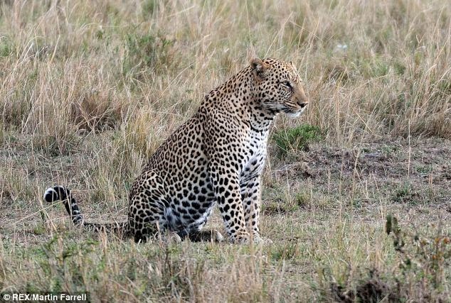 Wildlife Photos: The hungry Leopard