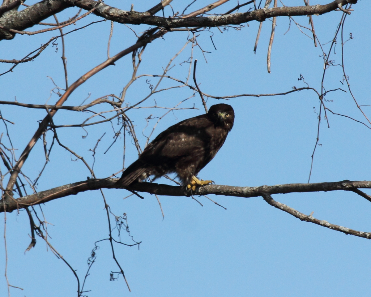 The Nomadic Naturalist: Dark morph Red-tailed Hawk in Ontario