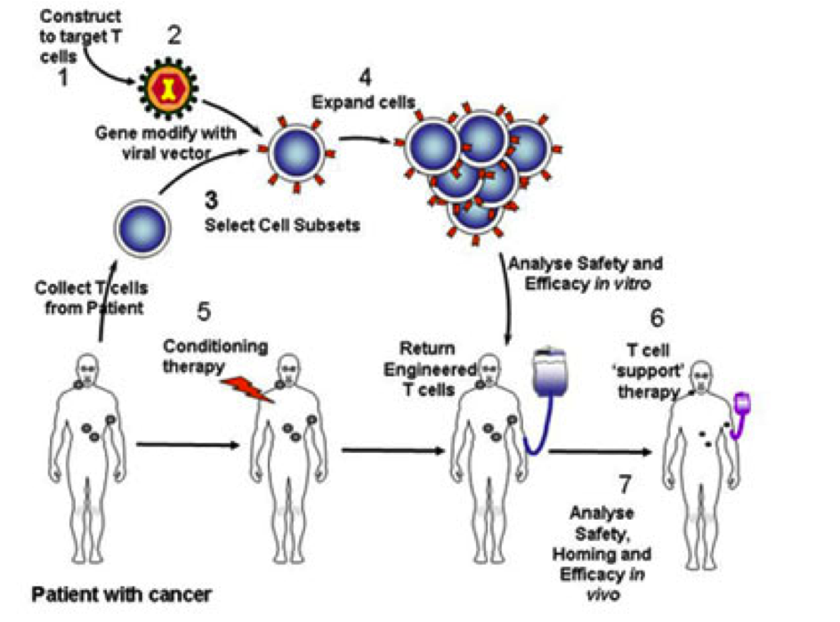 Escaping Anergy: The Immunology Research Blog: T cells Receive ...