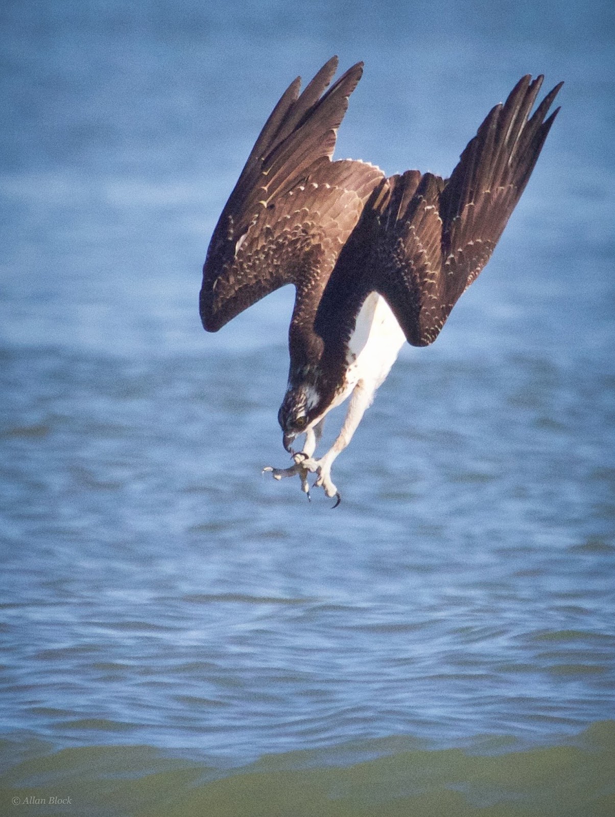 Feather Tailed Stories: 2015