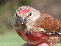 blogtsegur: PÁJAROS......PARDILLO COMÚN