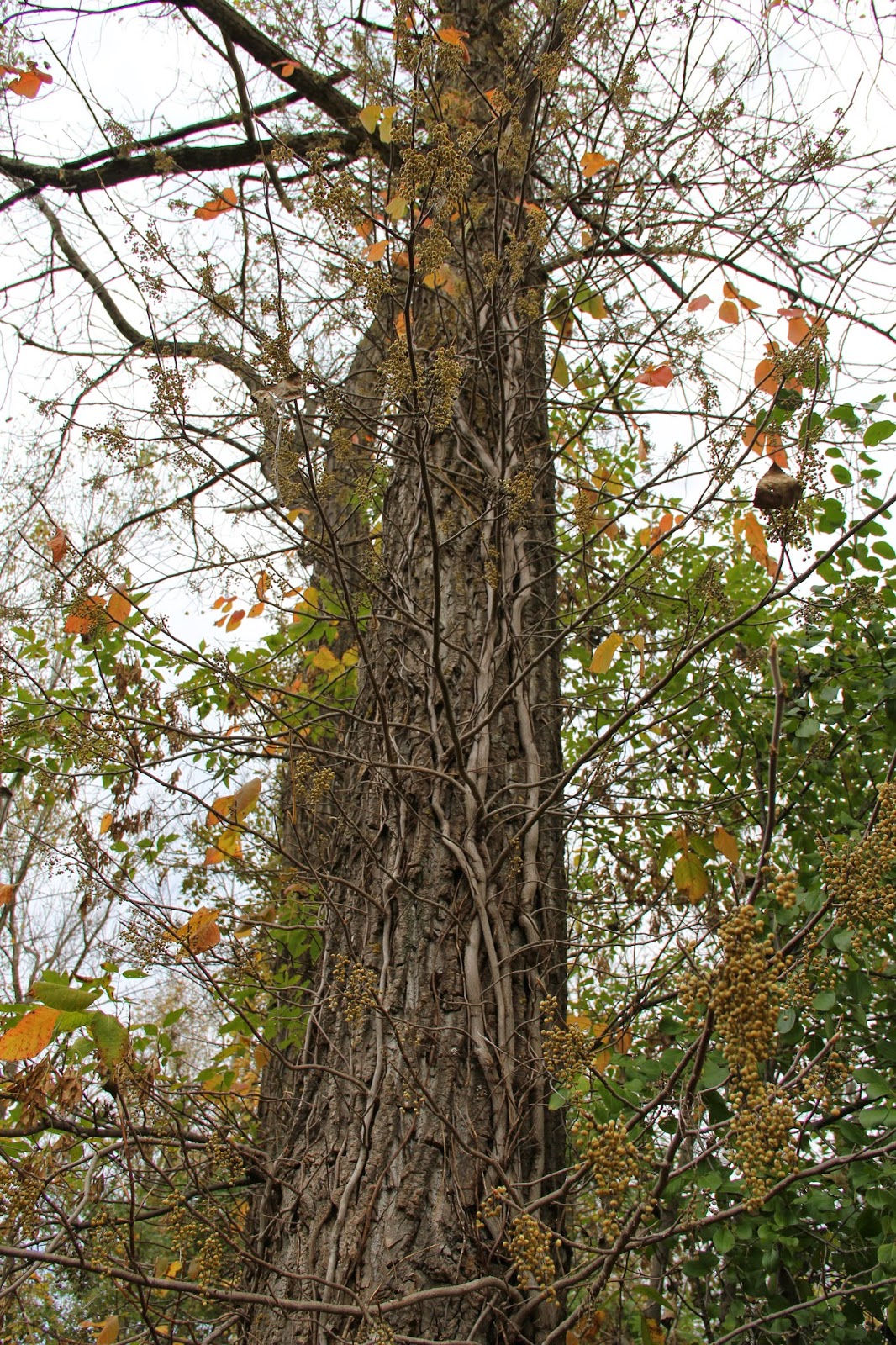 Isabella Conservation District Environmental Education Program: Poison ...