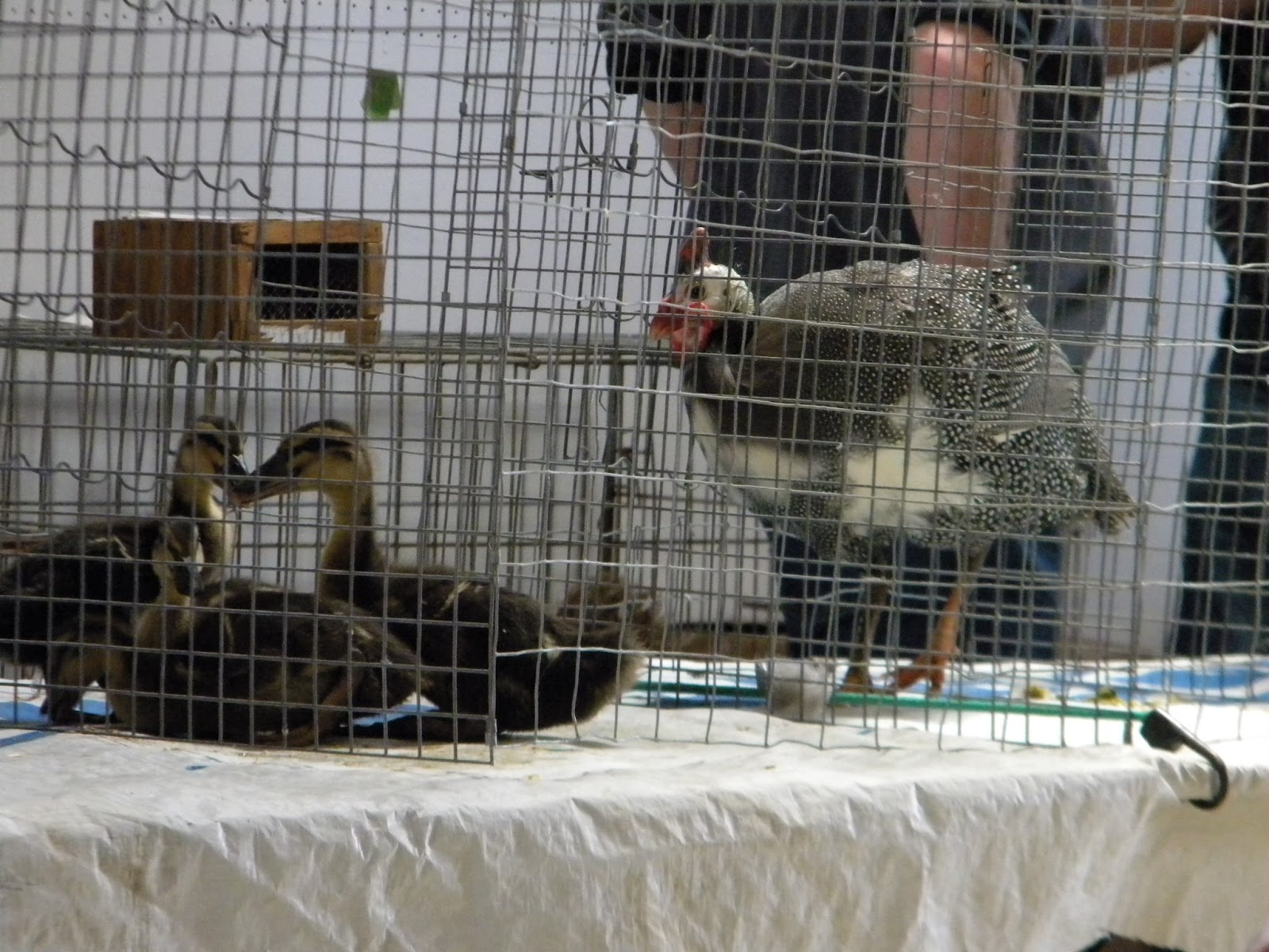 Harvest Kitchen Sisters: Fur and Feather Auction