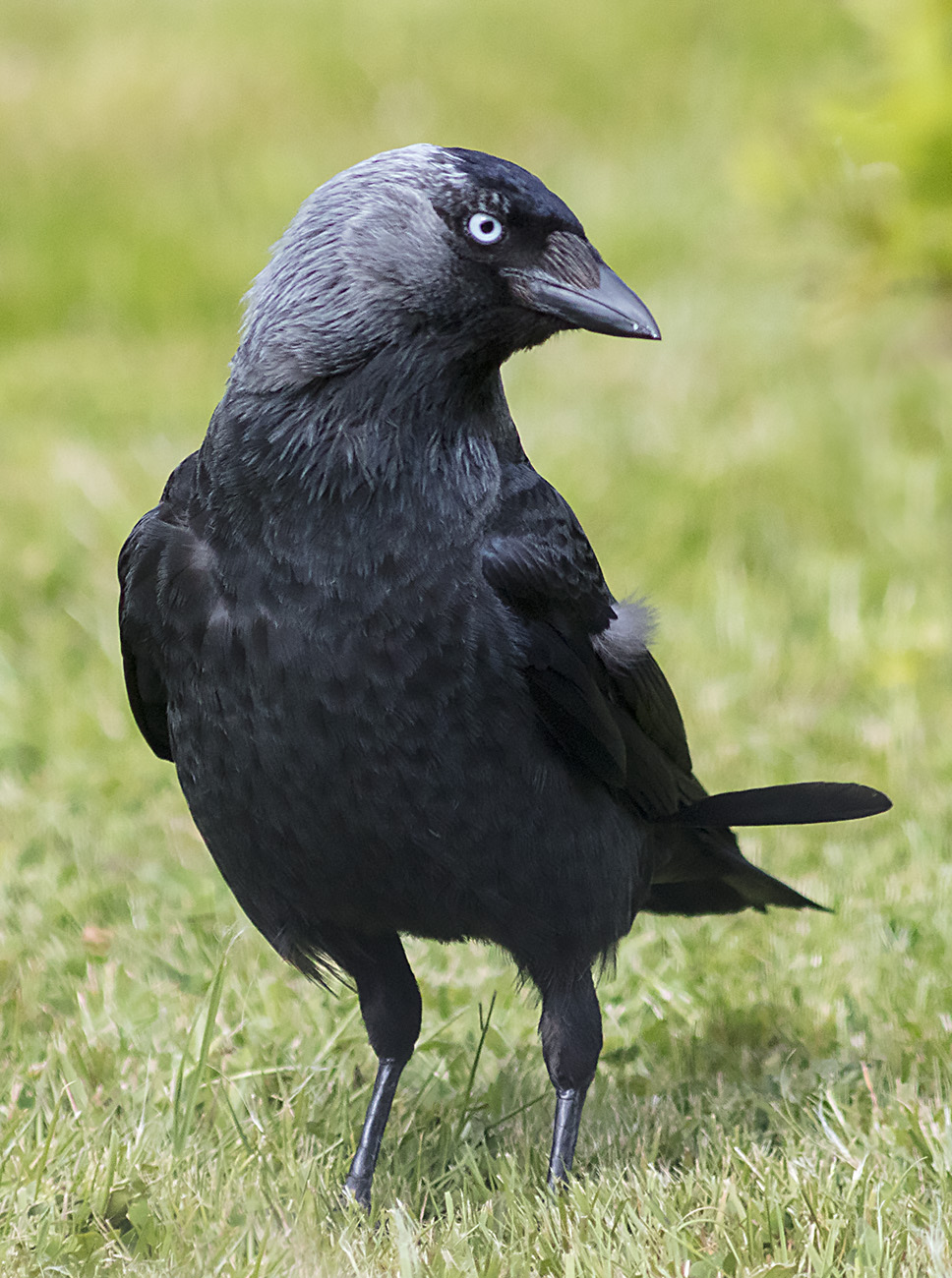 Naturally: June 2017