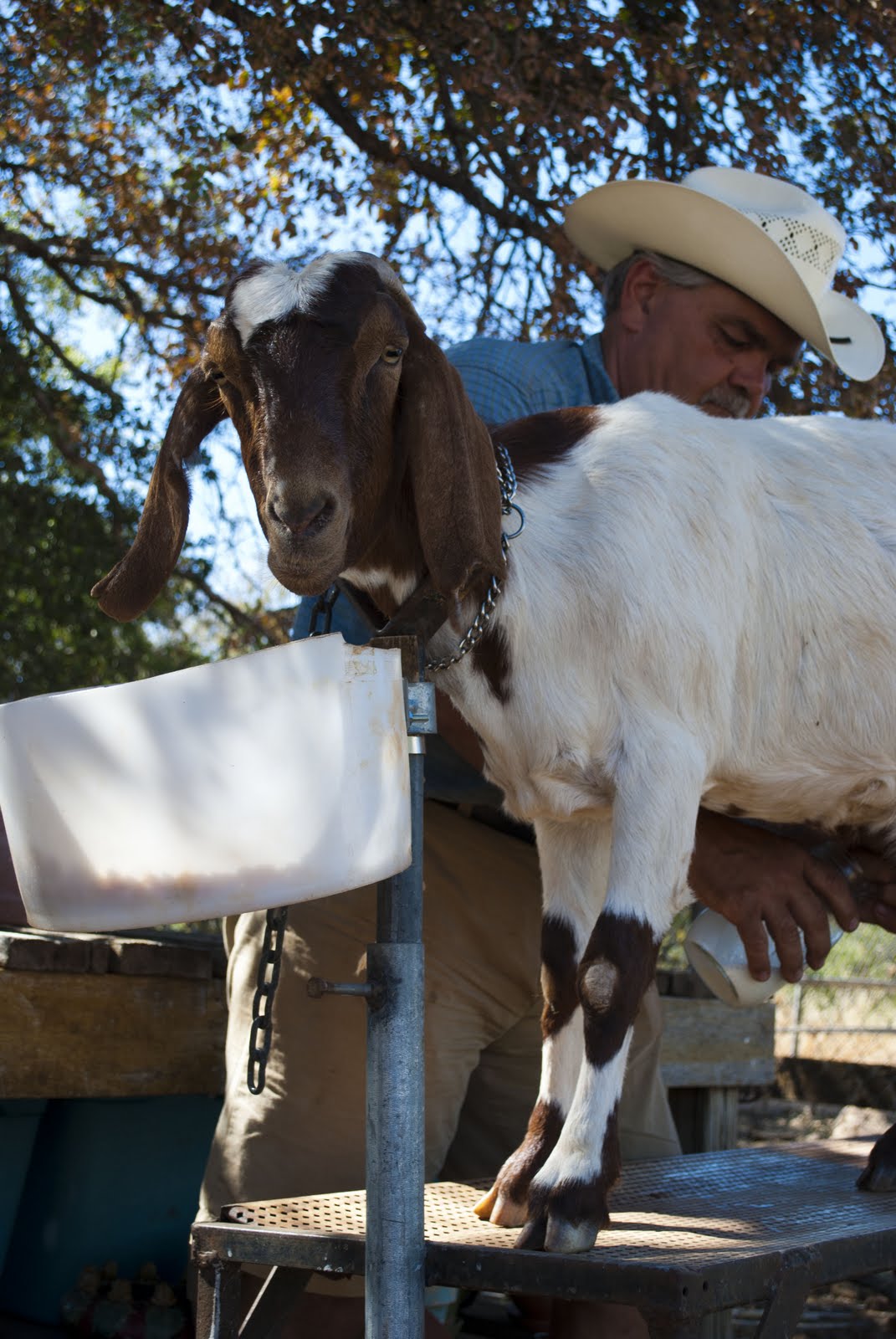 Notes from Maggie's Farm: you are a cheesemaker!