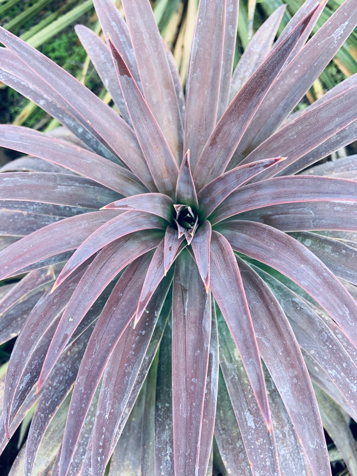 Pennsylvania Street Gardens: Plant Profile: Yucca "Blue Boy"