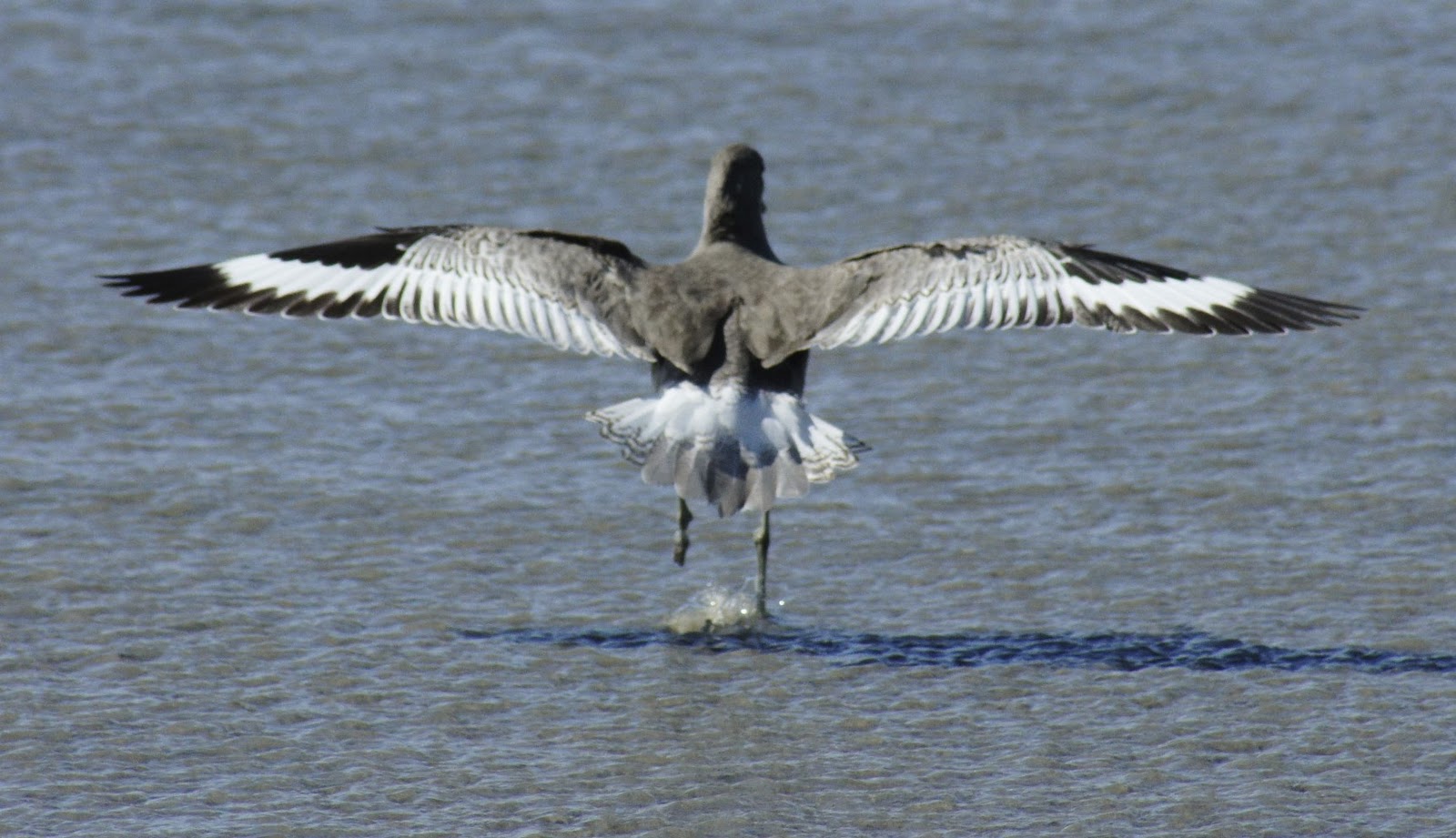 Butler's Birds: Beginning Butler's Birding