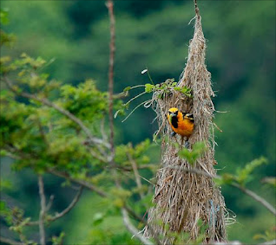 Bellas Aves de El Salvador: Icterus pectoralis (chiltota de pecho ...